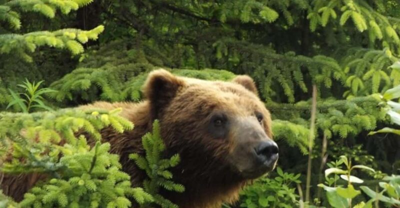 Hoonah: Chichagof Island Brown Bear Search - Authenticity and the Guide’s Role