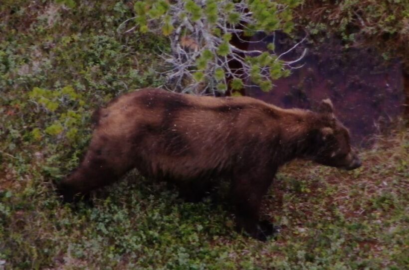 Hoonah: Icy Strait Whale Watch with Drone Filmography - The Wildlife Encounters