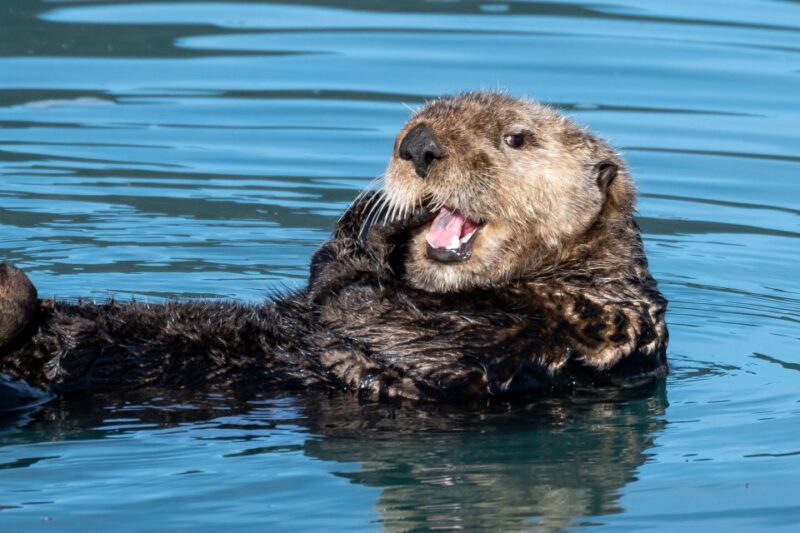 Hoonah: Icy Strait Whale Watch with Drone Filmography - Who Should Book This Tour?