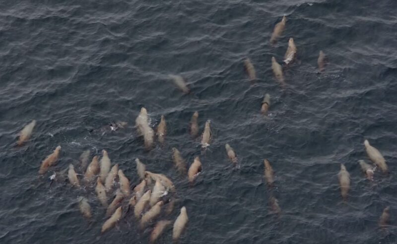 Hoonah: Icy Strait Whale Watch with Drone Filmography - Final Thoughts