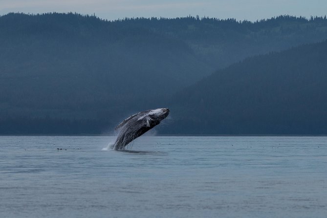 Hoonah Whale Tours - Key Points