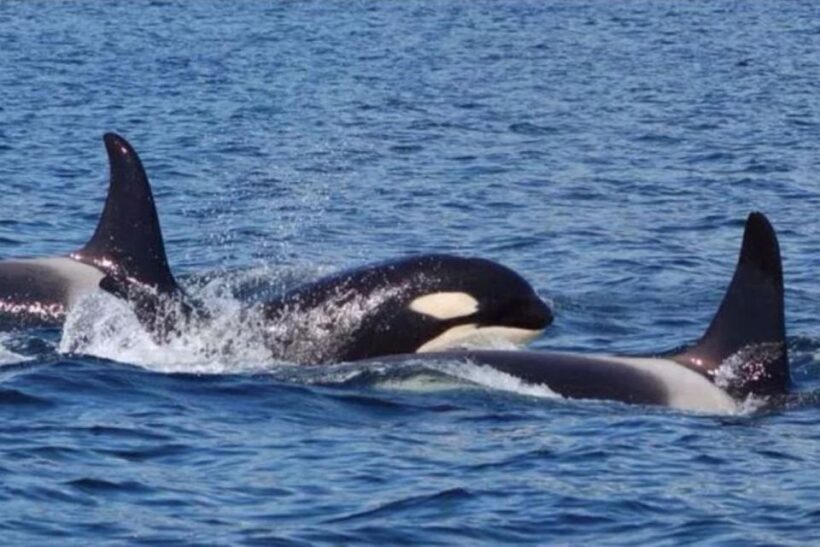 Hoonah: Whale Watching Cruise - Overview of the Hoonah Whale Watching Cruise