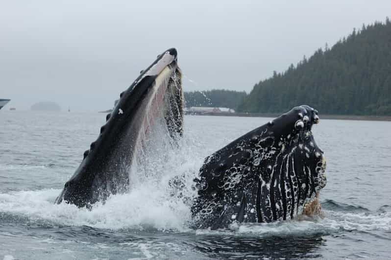 Hoonah: Whale Watching Cruise - The Value and Practical Aspects