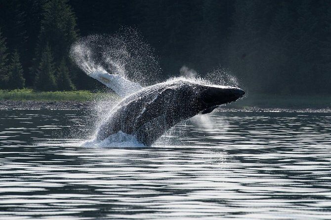 Hoonah Whale-Watching Cruise - Near Icy Strait Point - Who Will Love This Tour?
