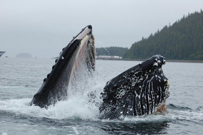 Hoonah Whale-Watching Cruise - Near Icy Strait Point - FAQ