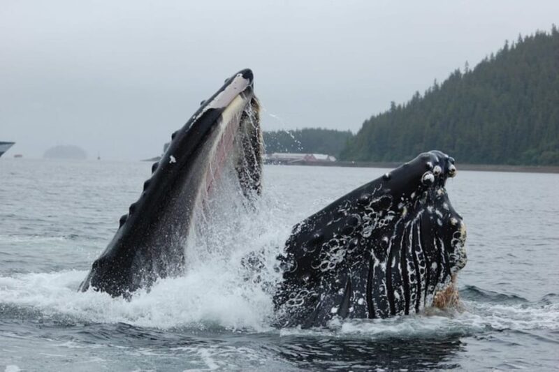 Hoonah: Whale Watching Cruise - Key Points