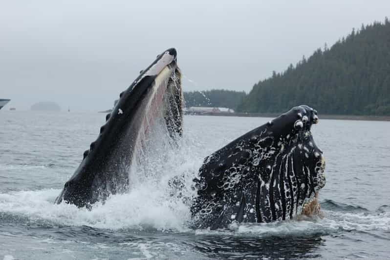 Hoonah: Whale Watching Cruise - What You Can Expect from the Itinerary