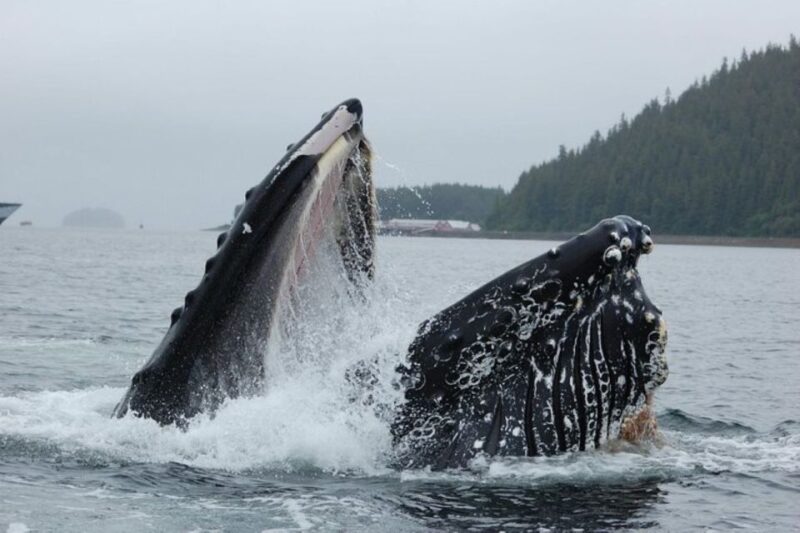 Hoonah: Whale Watching Cruise - FAQ
