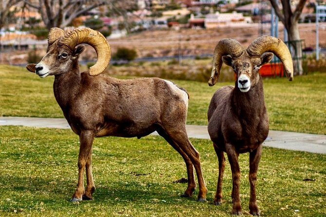 Hoover Dam Electric Bike Tour - What to Expect on the Tour