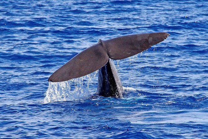 Hop-on Hop-off Bus Tour and Catamaran Whale & Dolphin Watching - Booking and Planning Your Visit