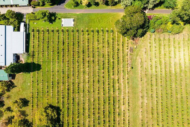 Hop on Hop off Wine tasting tour to Tamborine Mountain - The Sum Up