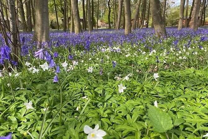 Horse Drawn Carriage Ride York - Ride Features