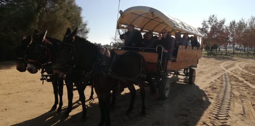 Horse-Drawn Carriage Route Through Doñana Park and The Villa - What to Expect from the Tour