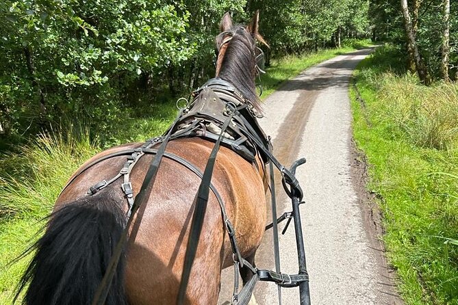 Horse-Drawn Carriage Tours in Killarney - Additional Accessibility Considerations