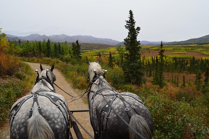 Horse-Drawn Covered Wagon Ride with Backcountry Dining - The Wilderness Experience