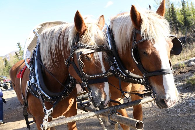 Horse-Drawn Covered Wagon Ride with Backcountry Dining - Weather Considerations