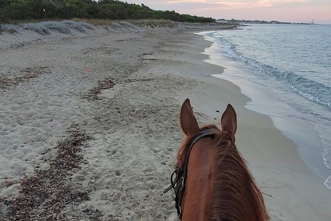 Horse Ride in a Salento Nature Reserve With Transfer From Lecce - Reviews and Feedback