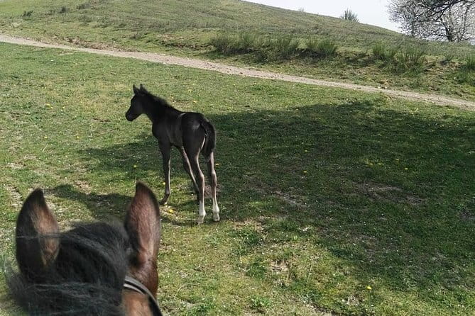 Horse ride in the Mugello (transfer from / to Florence) and Tuscan aperitif - FAQ
