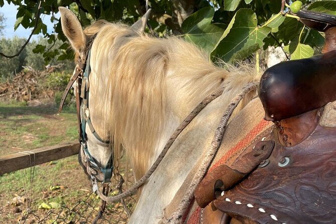 Horse riding excursion - Introduction