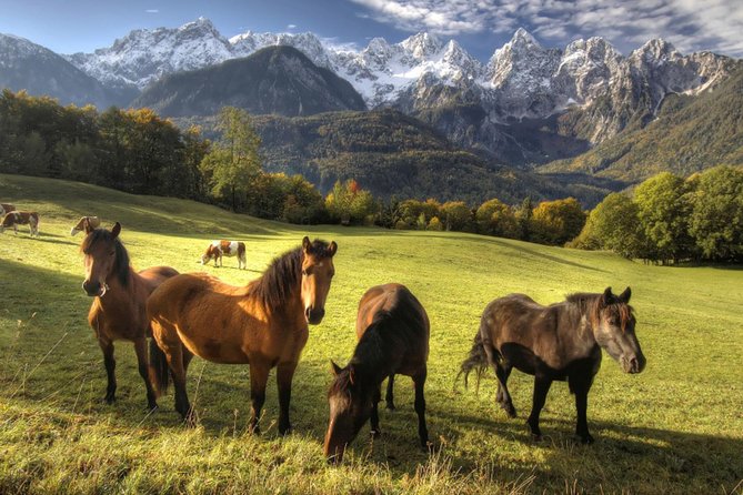Horse Riding in Bled - Why This Tour Offers Great Value