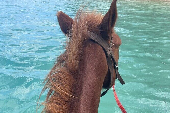Horse Riding in Port Vila with Yumi Tours - Final Thoughts: Is It Worth It?