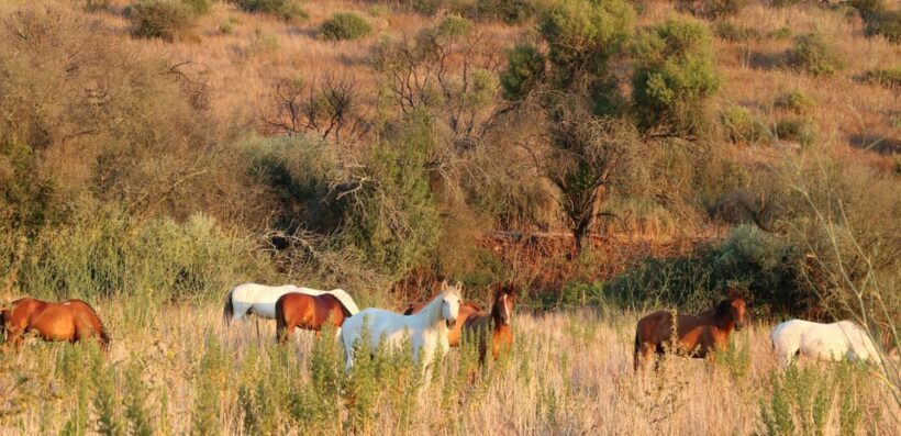 Horse riding in the Arrabida Valley, two hours - The Value of This Experience