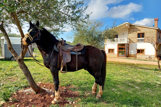 Horse riding in the Gargano National Park - Why Choose This Tour?
