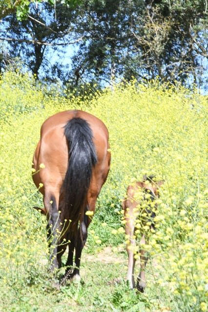 Horse Riding Lesson & Lunch & Regional Wine Tasting - Discovering Arrábida’s Charm: A Practical and Authentic Experience