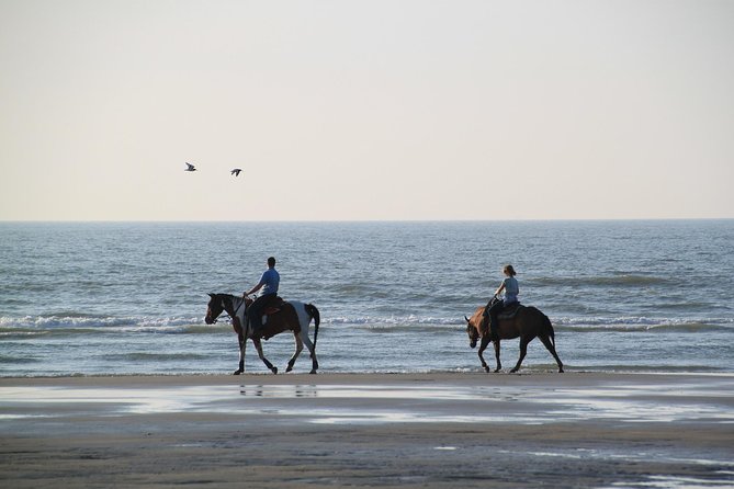 Horse riding on the Beach, Rhodes - Authentic Feedback from Travelers