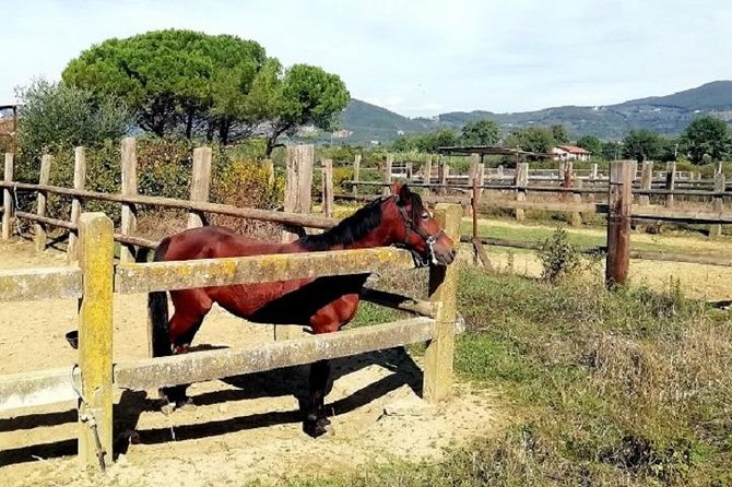 Horse Riding Small Group near Lucca - What Makes this Tour Stand Out