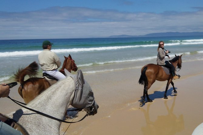 Horse Riding Tour on the Beach Lisbon region - The Sum Up: Is This Tour Right for You?