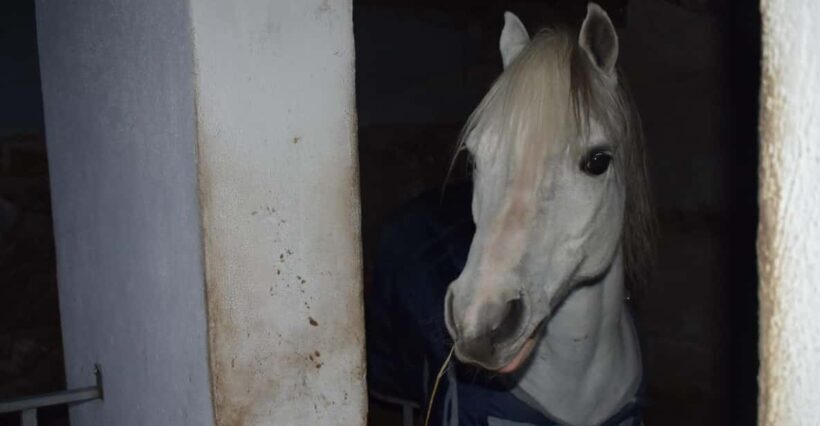 Horseback excursion in the Maddalena woods - The Sum Up