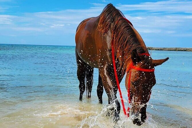 Horseback Ride and Swim Jamaica - Final Thoughts on Value and Experience
