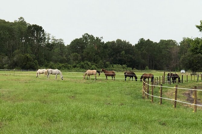 Horseback Ride on Scenic Lake Louisa Trails - Customer Reviews and Experiences