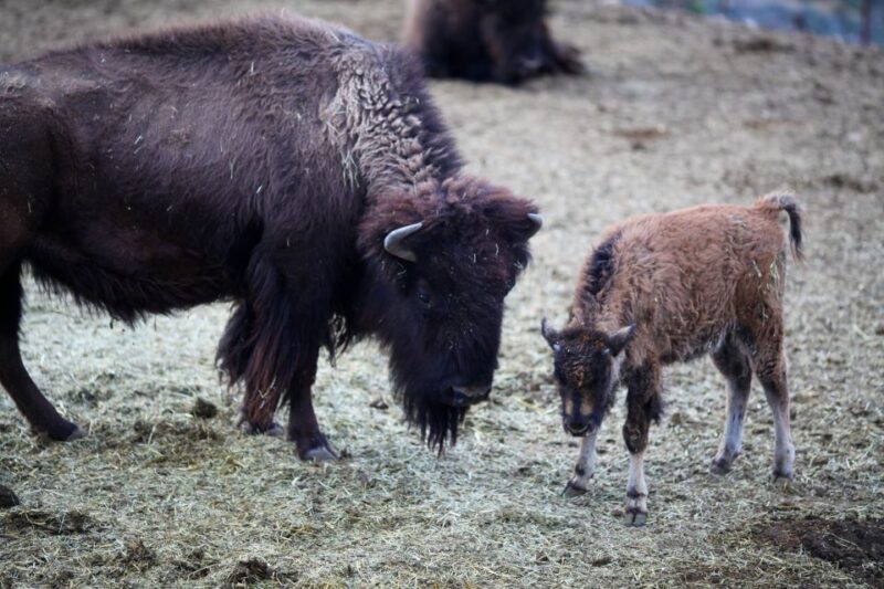 Horseback Ride thru Joshua Tree Forest with Buffalo & Lunch - The Western Ranch Lunch and Cowboy Performance