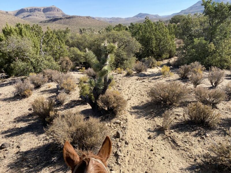 Horseback Ride thru Joshua Tree Forest with Buffalo & Lunch - Who Will Love This Tour?