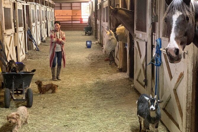 Horseback Rides, Interactions, and Petting Zoo - Practical Tips for Your Visit