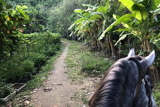 Horseback Riding 1 hour trail - What Do the Reviews Say?