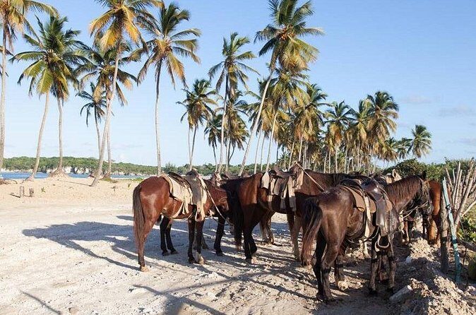 Horseback Riding Adventure in Punta Cana - The Guides and Overall Experience