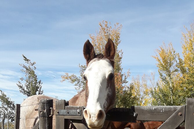Horseback Riding and Barbecue in a Private Ranch - La Carrera, Mendoza - Stunning Andes Mountain Views
