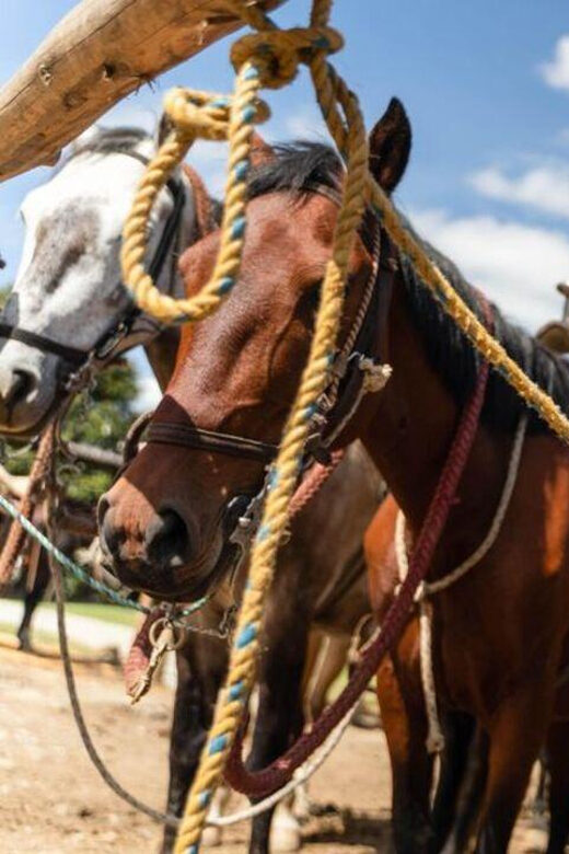 Horseback Riding Caldas Antioquia All Inclusive - An In-Depth Look at the Tour Itinerary
