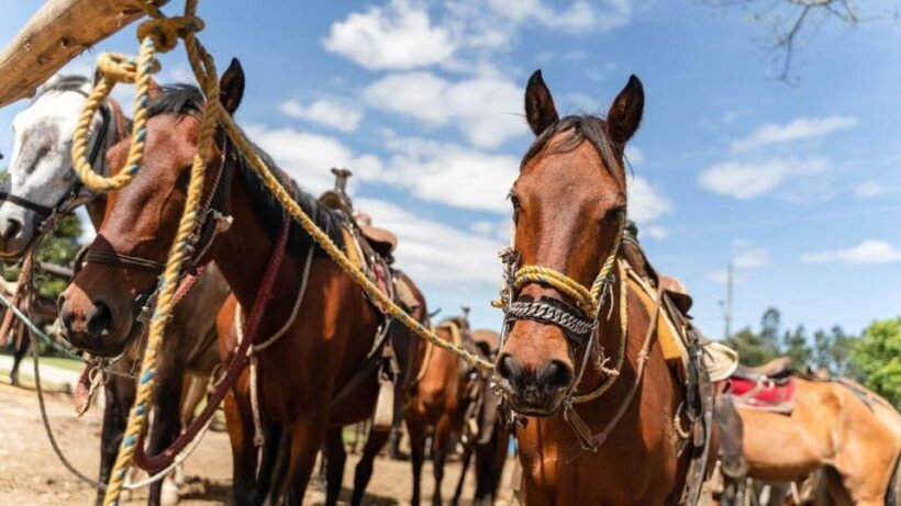 Horseback Riding Caldas Antioquia All Inclusive - Frequently Asked Questions