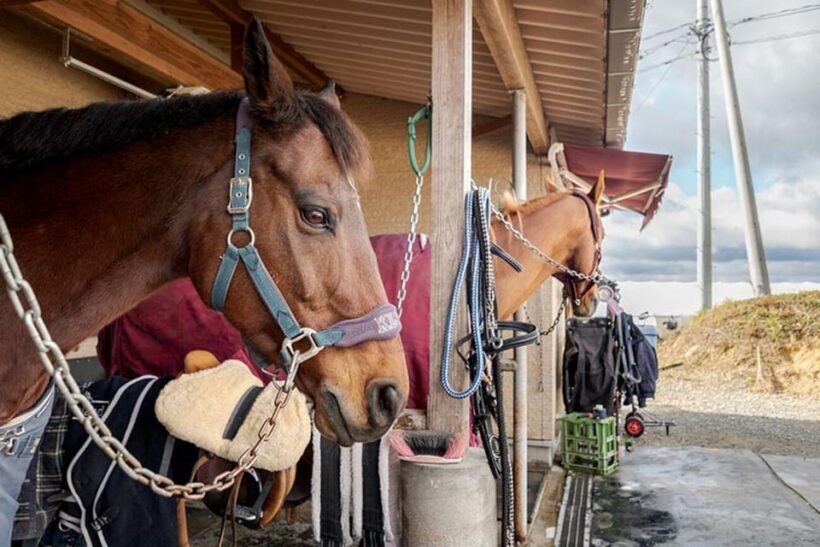 Horseback Riding Club to learn about connecting lives - Practical Tips: Making the Most of Your Visit