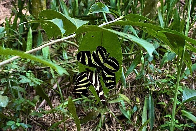 Horseback Riding Experience - An In-Depth Look at the Horseback Riding Experience in St. Croix