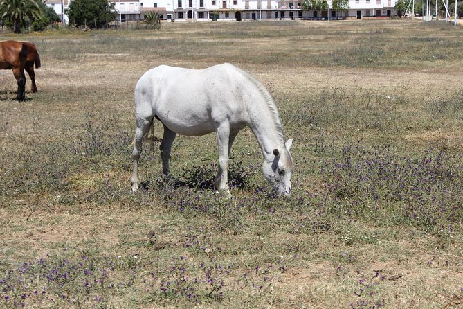 Horseback Riding Experience in Aljarafe, Doñana Park From Seville - Tour Inclusions