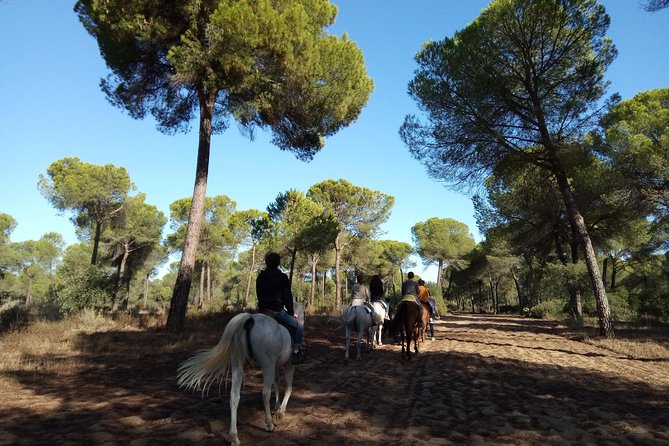 Horseback Riding Experience in Aljarafe, Doñana Park From Seville - Frequently Asked Questions