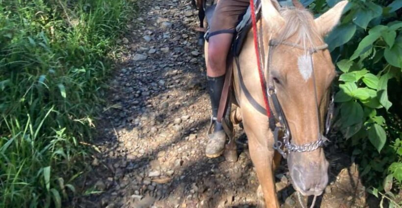 Horseback riding: Explore Medellín's Nearby Countryside - Who Will Appreciate This Tour?