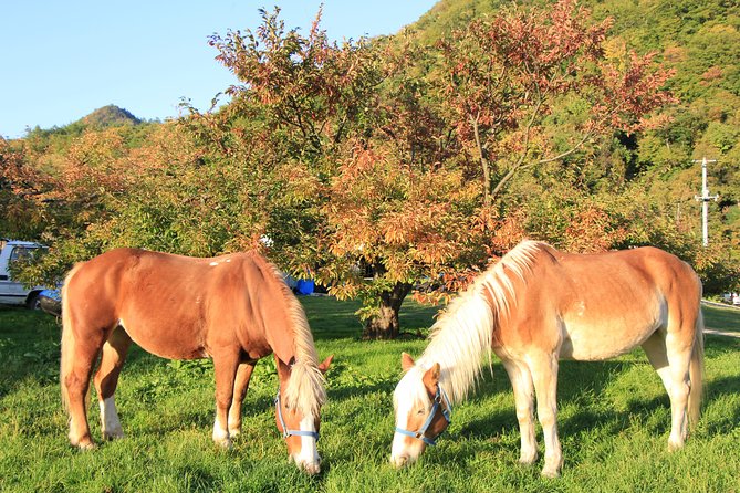 Horseback-Riding in a Country Side in Sapporo - Private Transfer Is Included - Customer Feedback and Ratings