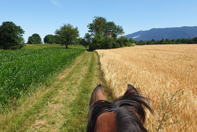 Horseback Riding In Bled - Convenient Transportation and Meeting Point