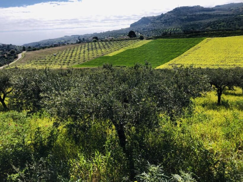 Horseback riding through the olive groves of Sciacca - Horseback riding through the olive groves of Sciacca: A charming Sicilian experience
